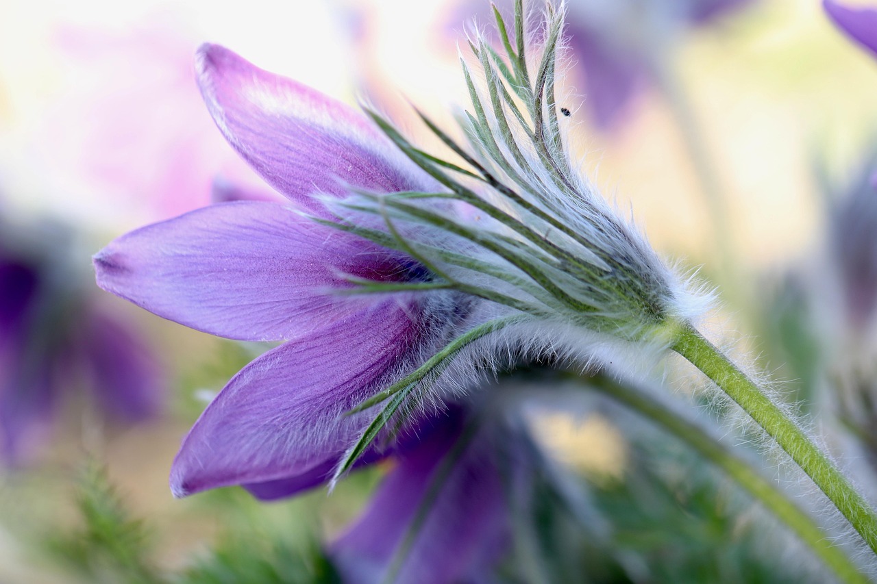 Flower Haven: Explore 400,000+ Beautiful Flowers Images, HD Wallpapers ...