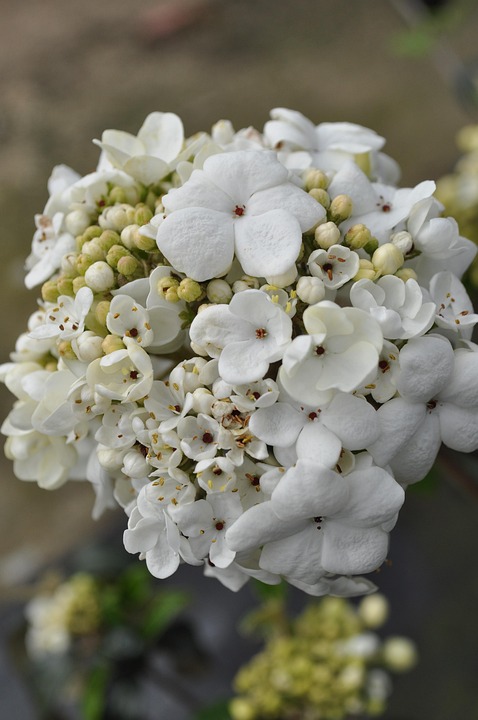 Viburnum Flower Spring - Free photo on Pixabay - Pixabay