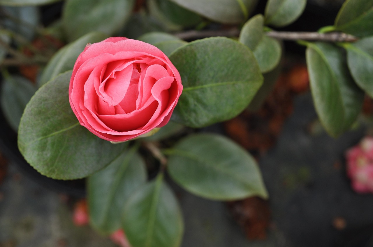 Bunga Kamelia Bloom Musim Semi - Foto gratis di Pixabay - Pixabay