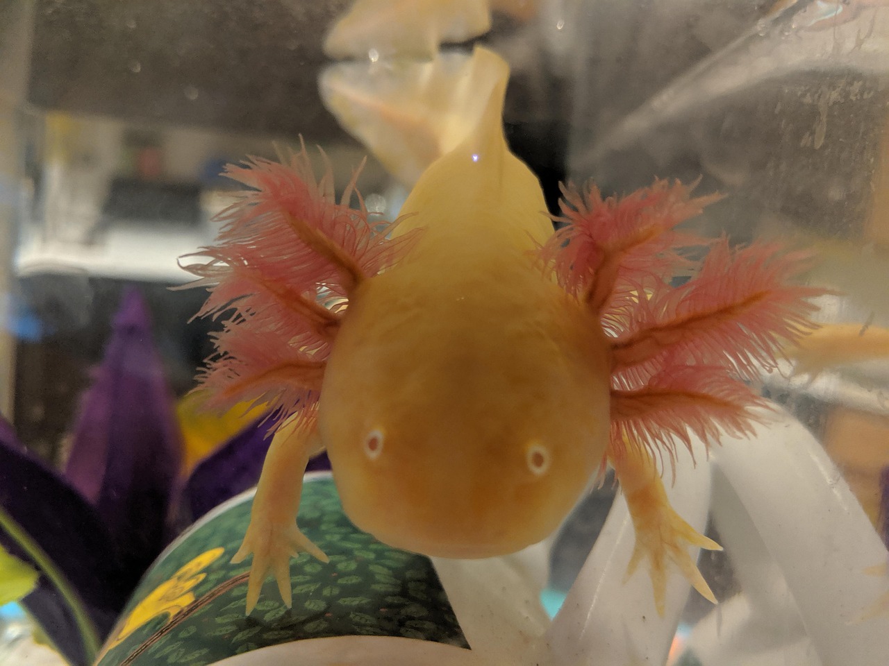 Axolotl Goud Digitale Afbeelding Van Axolotl Afbeeldingen PNG | Vector