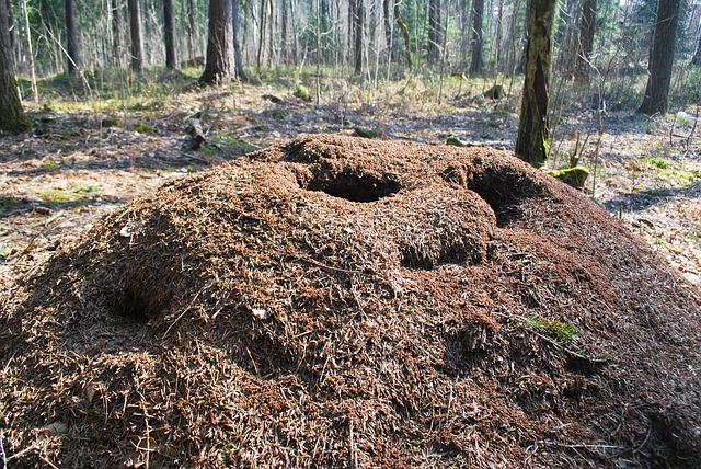 Anthill Nature Huge - Free photo on Pixabay