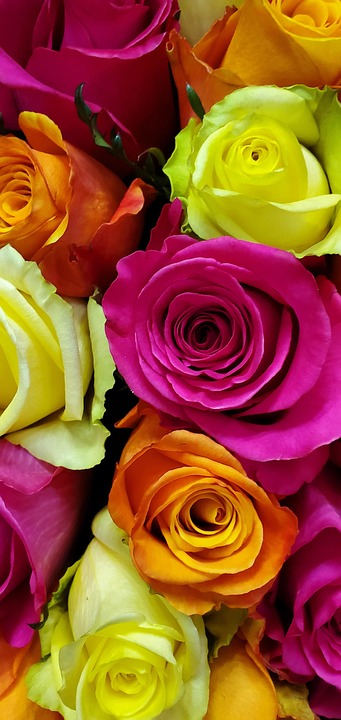 Roses Easter Flowers - Free photo on Pixabay - Pixabay