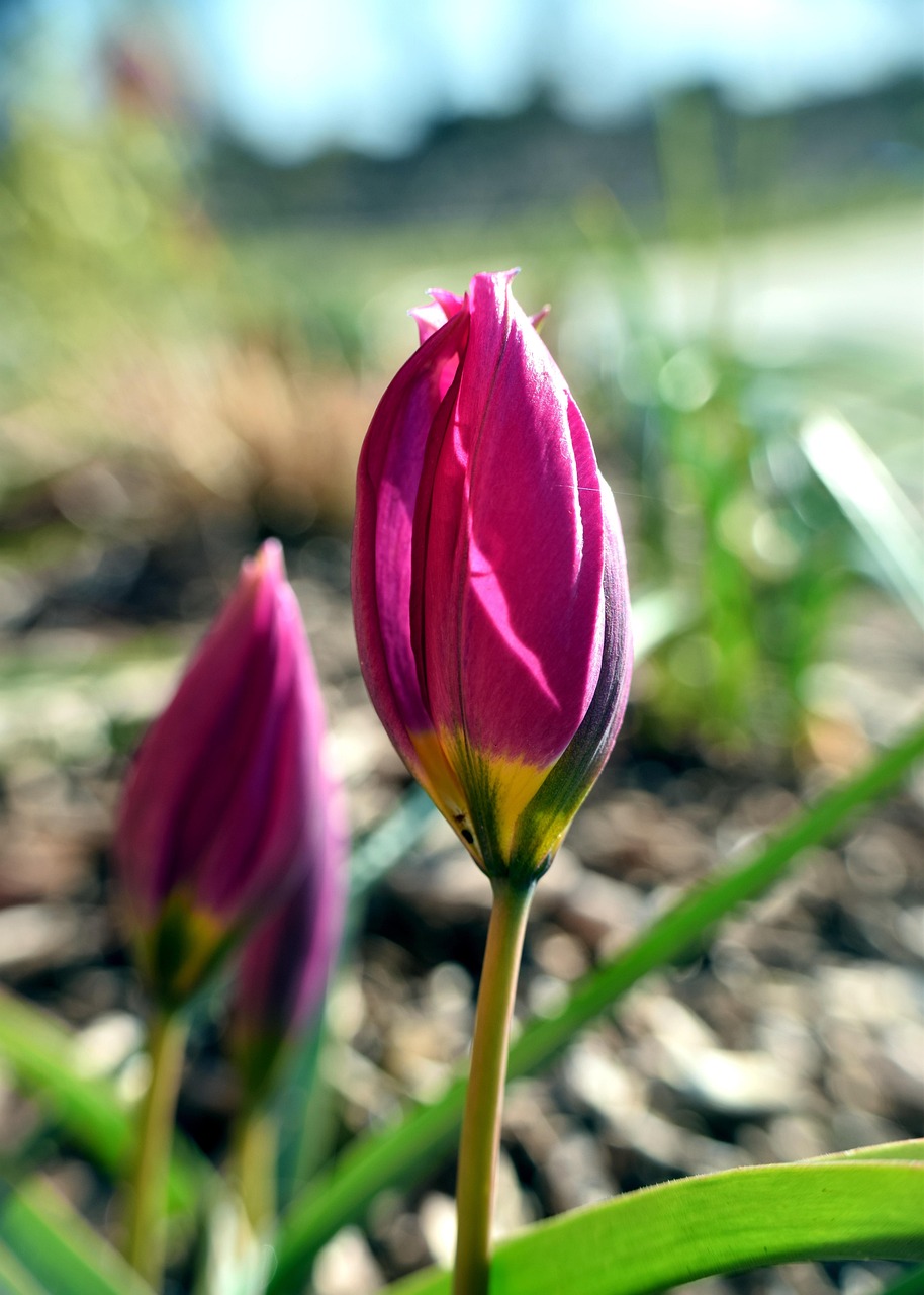 Tulipas Jardim Primavera Flor Da - Foto gratuita no Pixabay - Pixabay