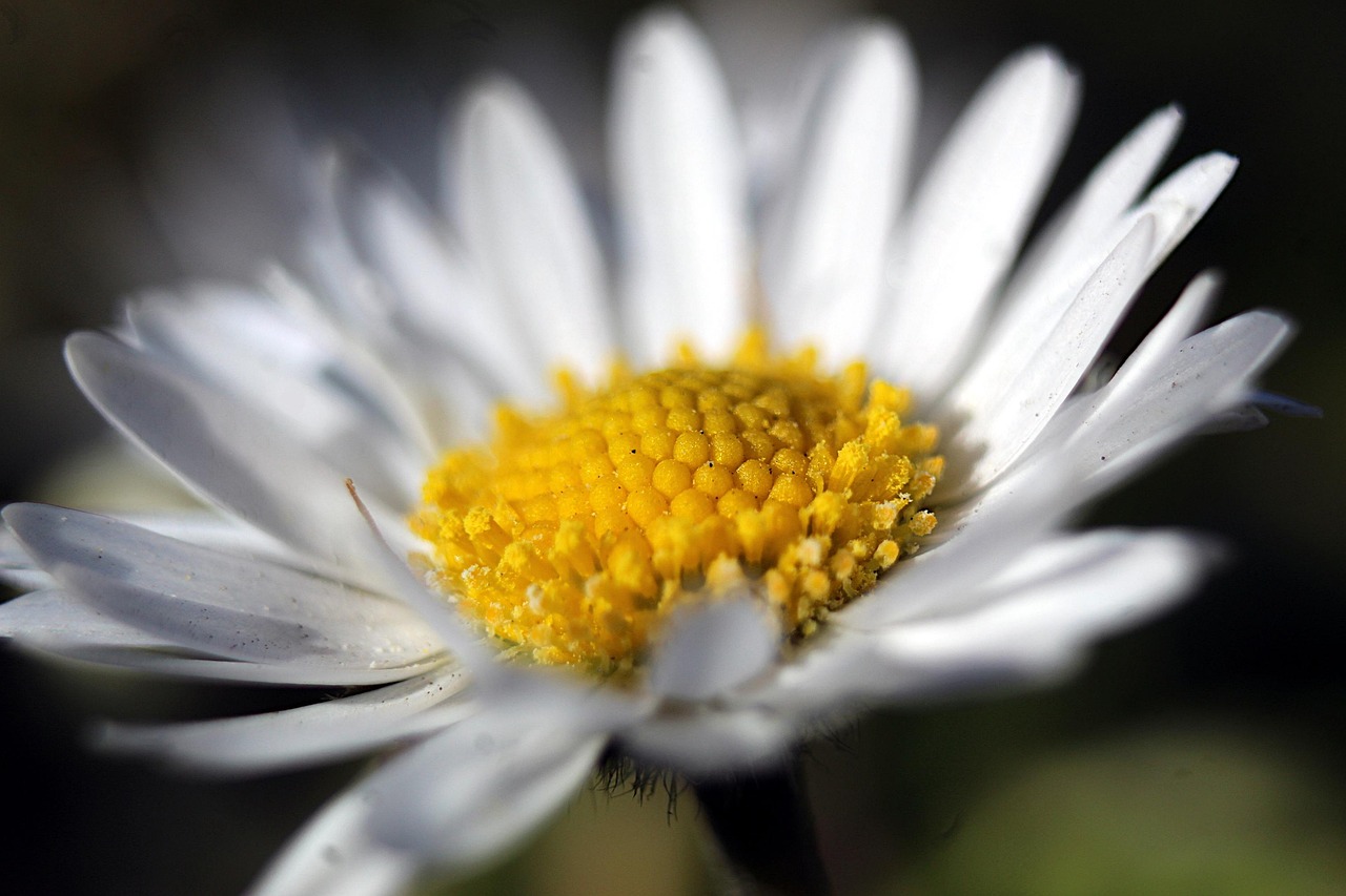 Nature Plants Flowers - Free photo on Pixabay - Pixabay