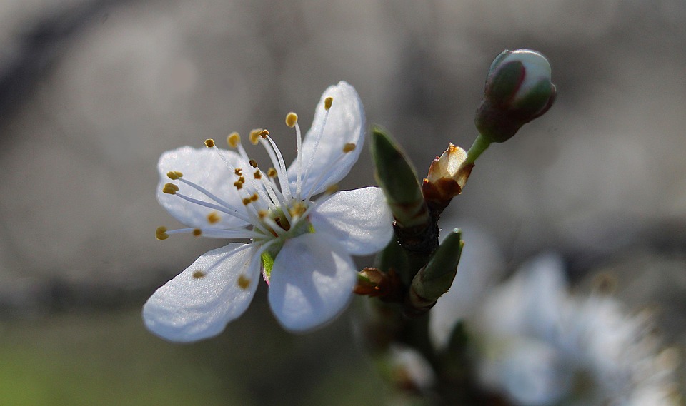 Nature Plants Flowers - Free photo on Pixabay - Pixabay