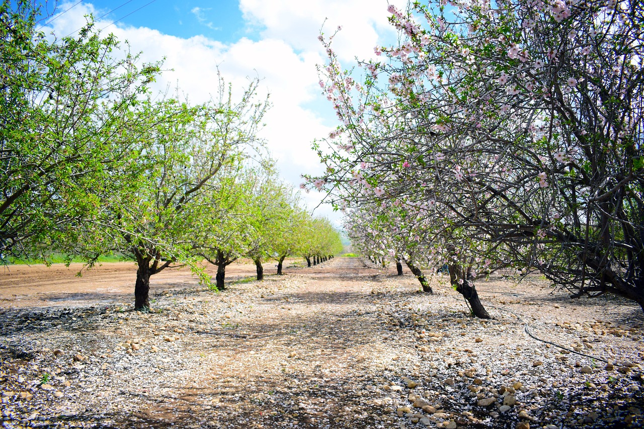 50,000+ Free Beautiful Israel & Israel Images - Pixabay