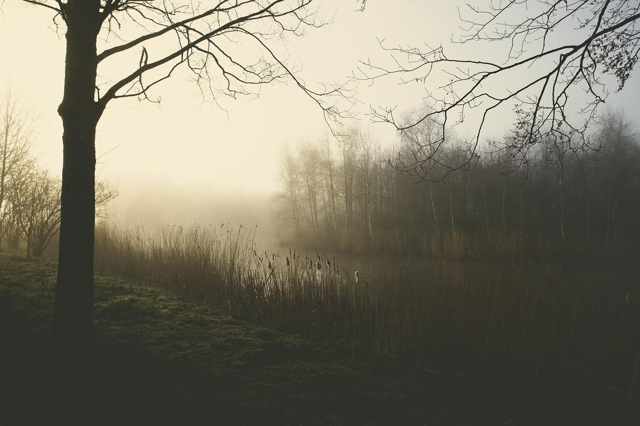 Parc Matin Brouillard - Photo gratuite sur Pixabay - Pixabay