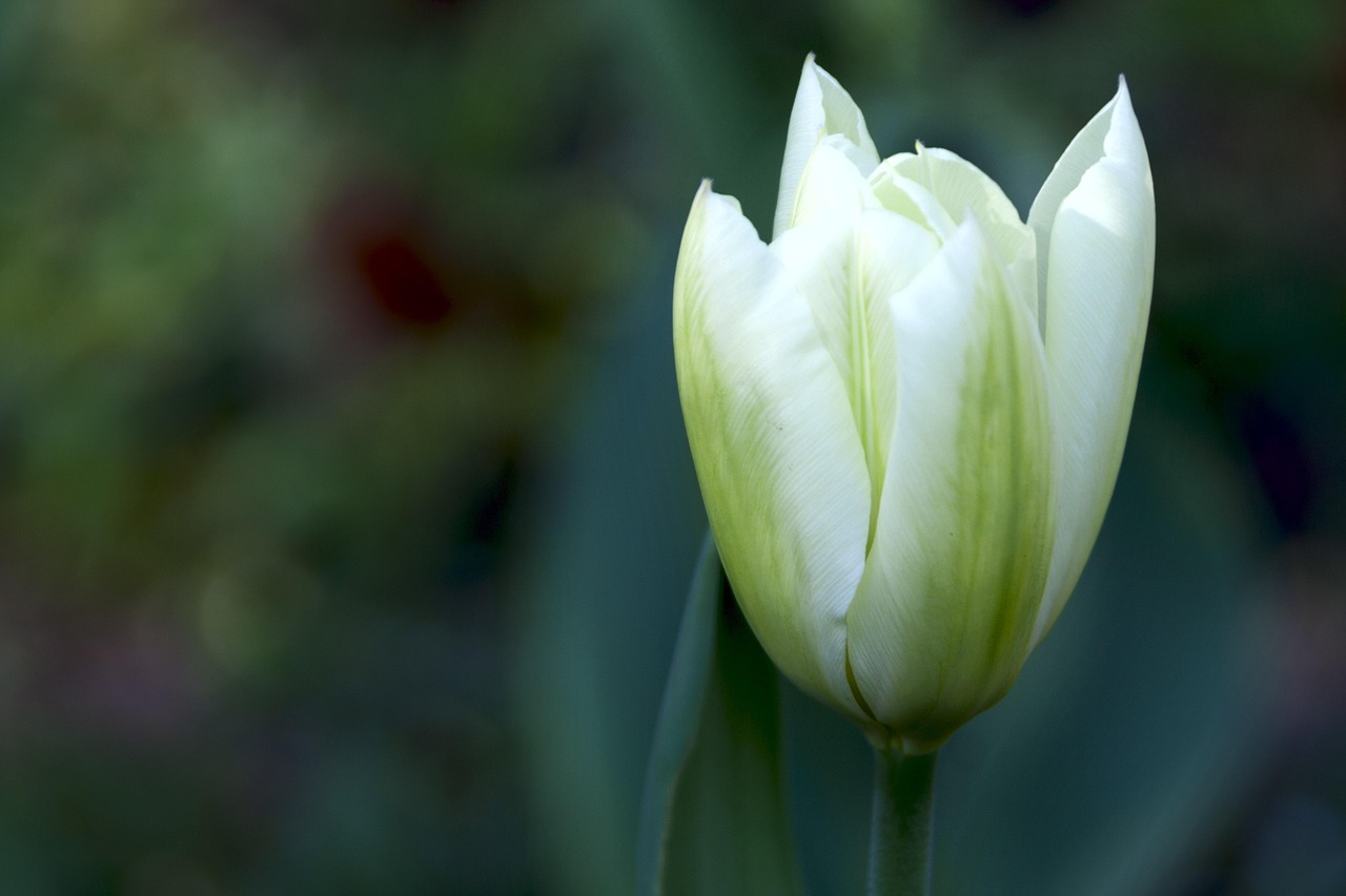 Fleur Pétales Le Printemps - Photo gratuite sur Pixabay - Pixabay