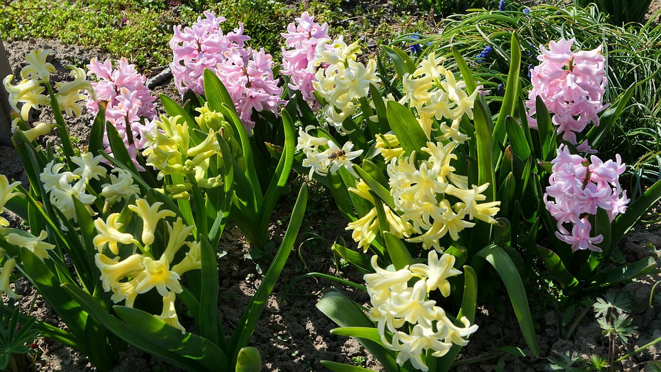 Hyacinths Flowers Spring - Free photo on Pixabay - Pixabay