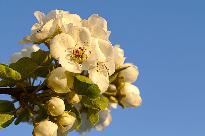 Plus de 200 images de Poiriers En Fleurs et de Printemps - Pixabay