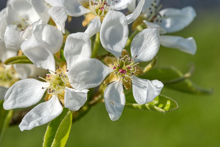 Plus de 200 images de Poiriers En Fleurs et de Printemps - Pixabay