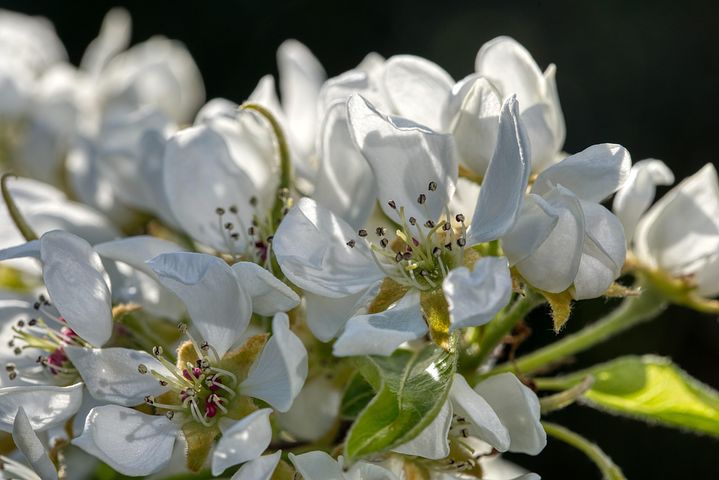 Plus de 200 images de Poiriers En Fleurs et de Printemps - Pixabay