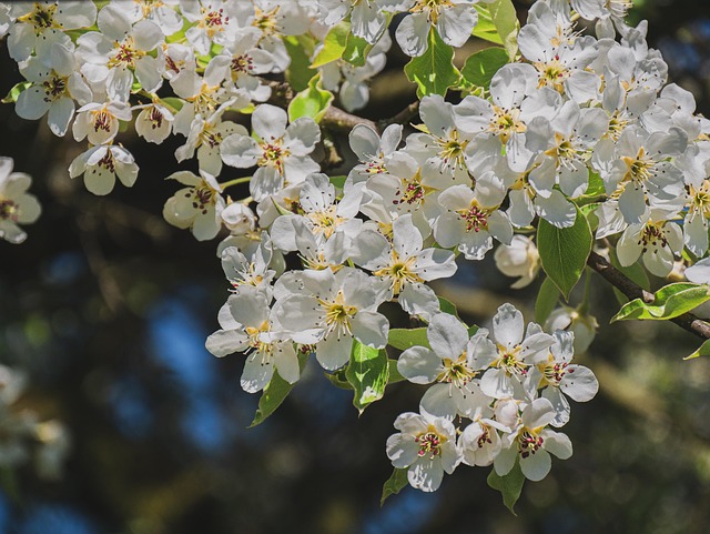 Flower Blossoms Flowering Branch - Free photo on Pixabay