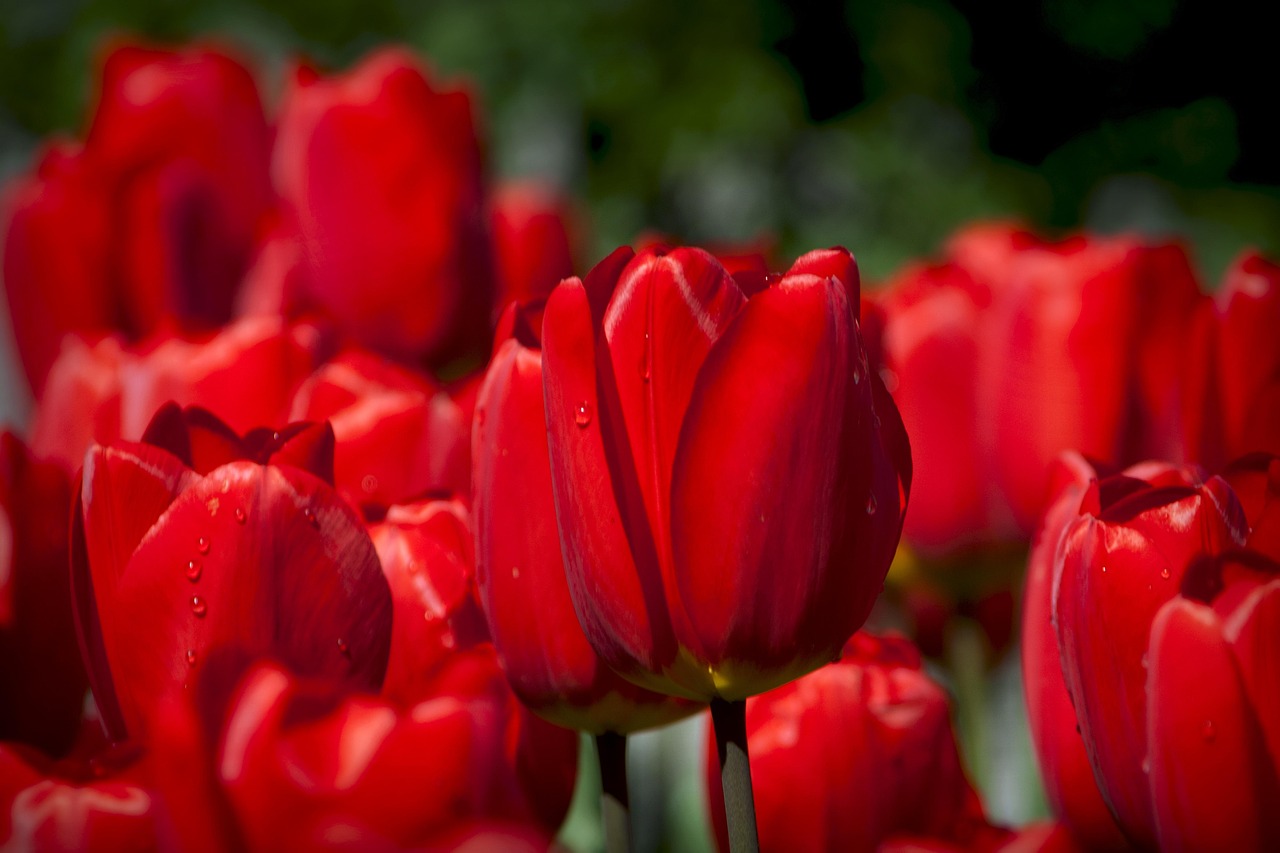 Tulipan Rojo Flores - Foto gratis en Pixabay