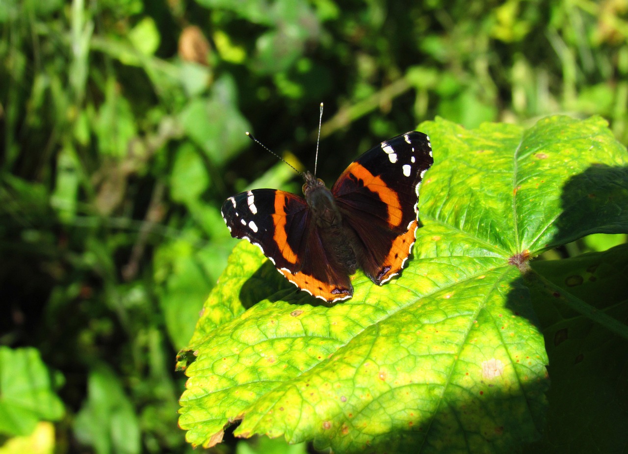 Más de 50 000 imágenes gratis de Calming Butterfly y Naturaleza - Pixabay