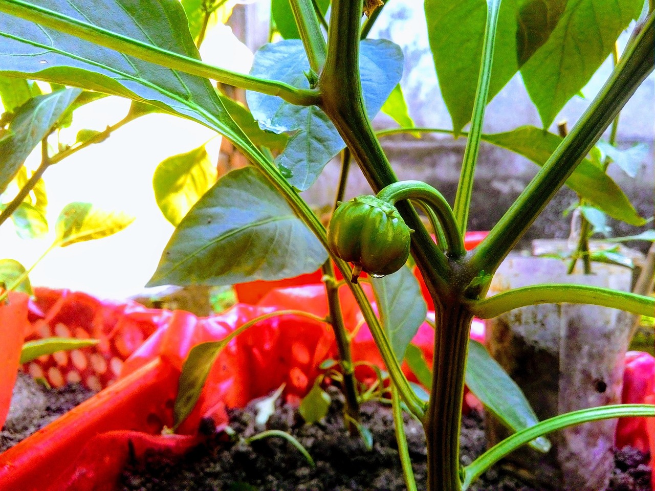 Capsicum Ball Paper Green - Free photo on Pixabay