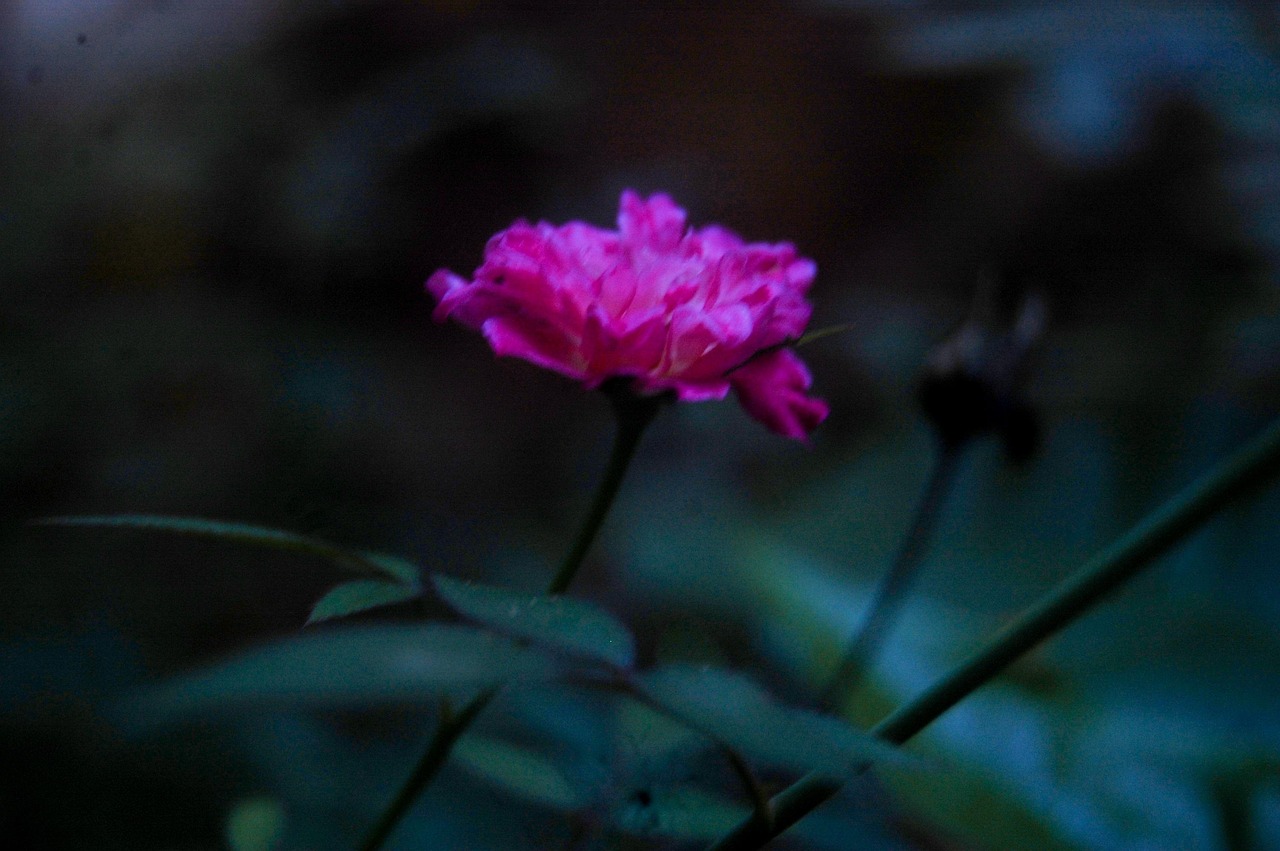 Blume Rosen Romantik - Kostenloses Foto auf Pixabay - Pixabay
