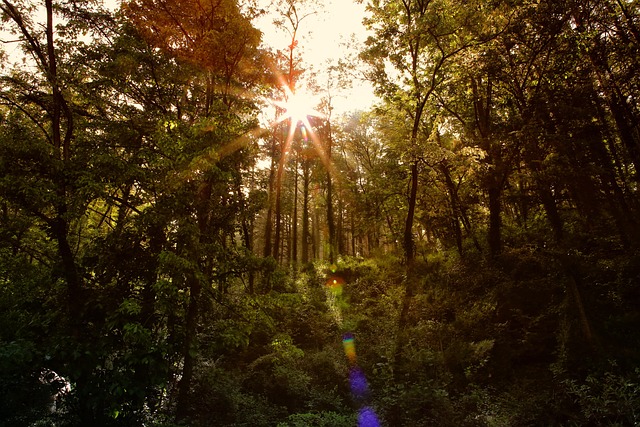 Nature Landscape Sunshine - Free photo on Pixabay - Pixabay