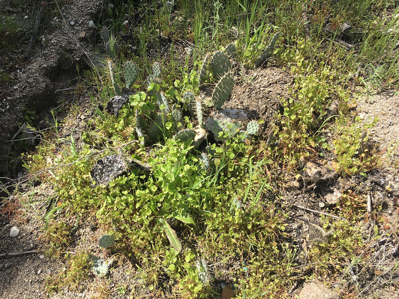 Plants Dirt Free Photo On Pixabay Pixabay