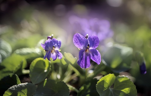 Flower Flowers Violet - Free photo on Pixabay