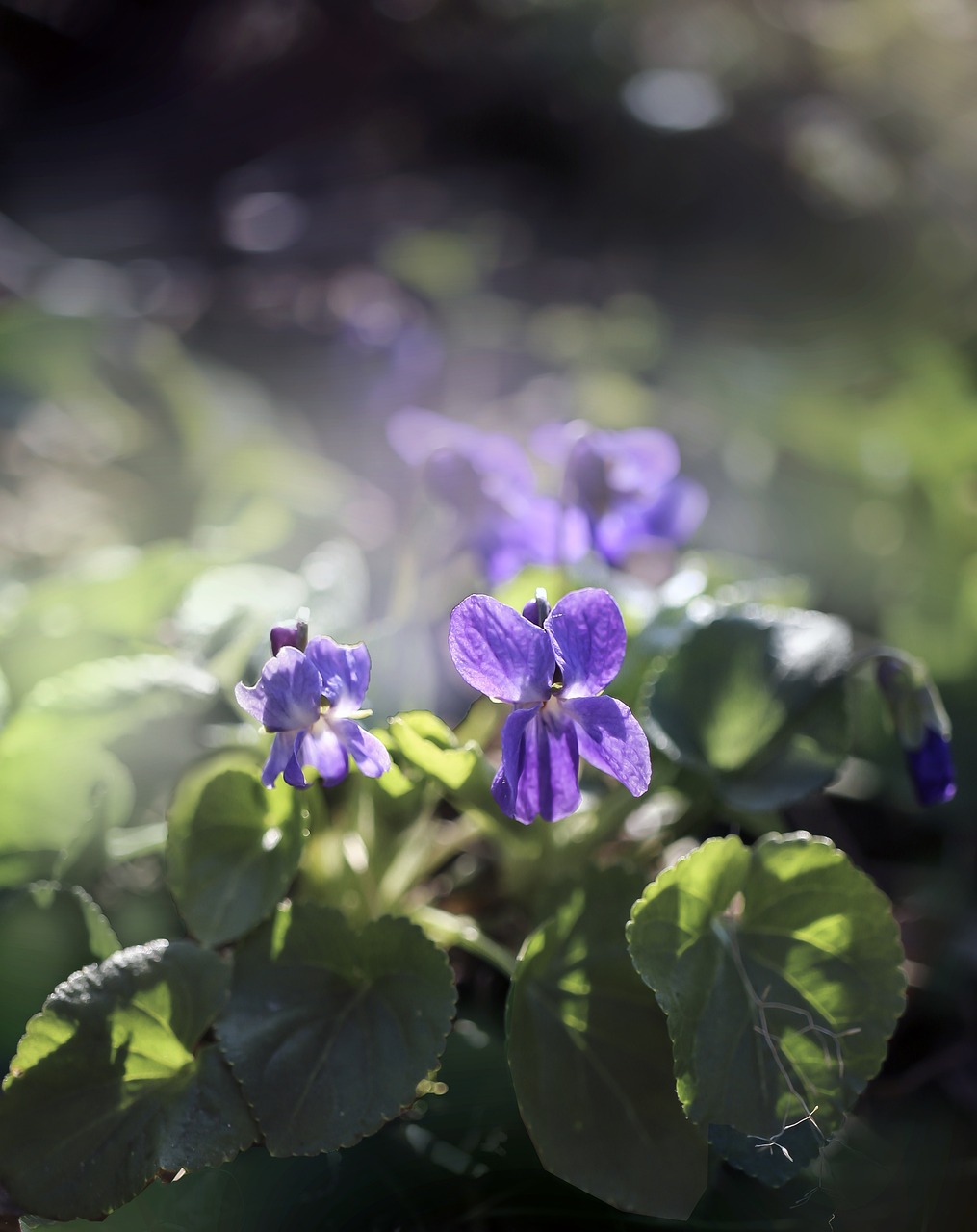 Flower Flowers Violet - Free photo on Pixabay - Pixabay