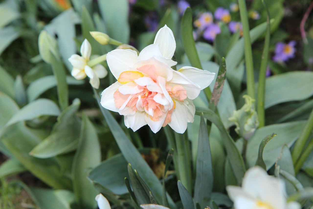 1,000+ Free Narcisse & Narcissus Images - Pixabay