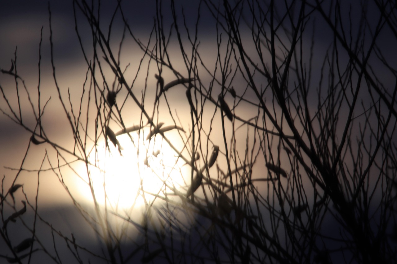 Full Moon Silhouette Trees - Free photo on Pixabay - Pixabay