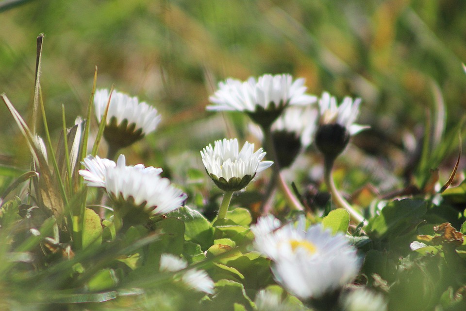 Natureza Plantas Prado - Foto gratuita no Pixabay - Pixabay