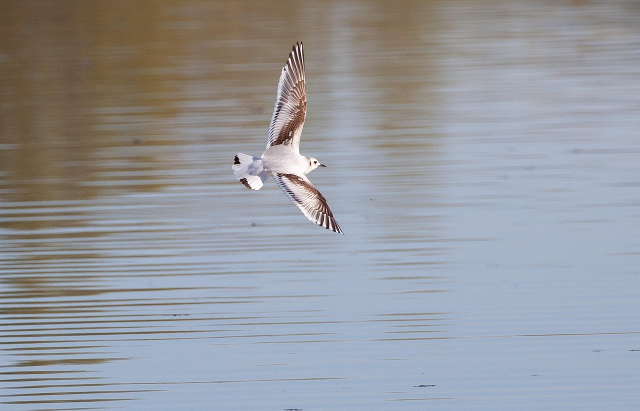 Juvenile Black Headed Gull - Free photo on Pixabay - Pixabay