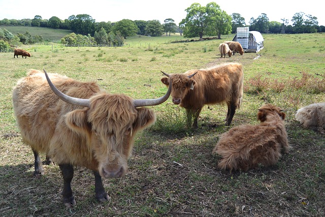 600+ Free Highland Cow & Cow Images - Pixabay