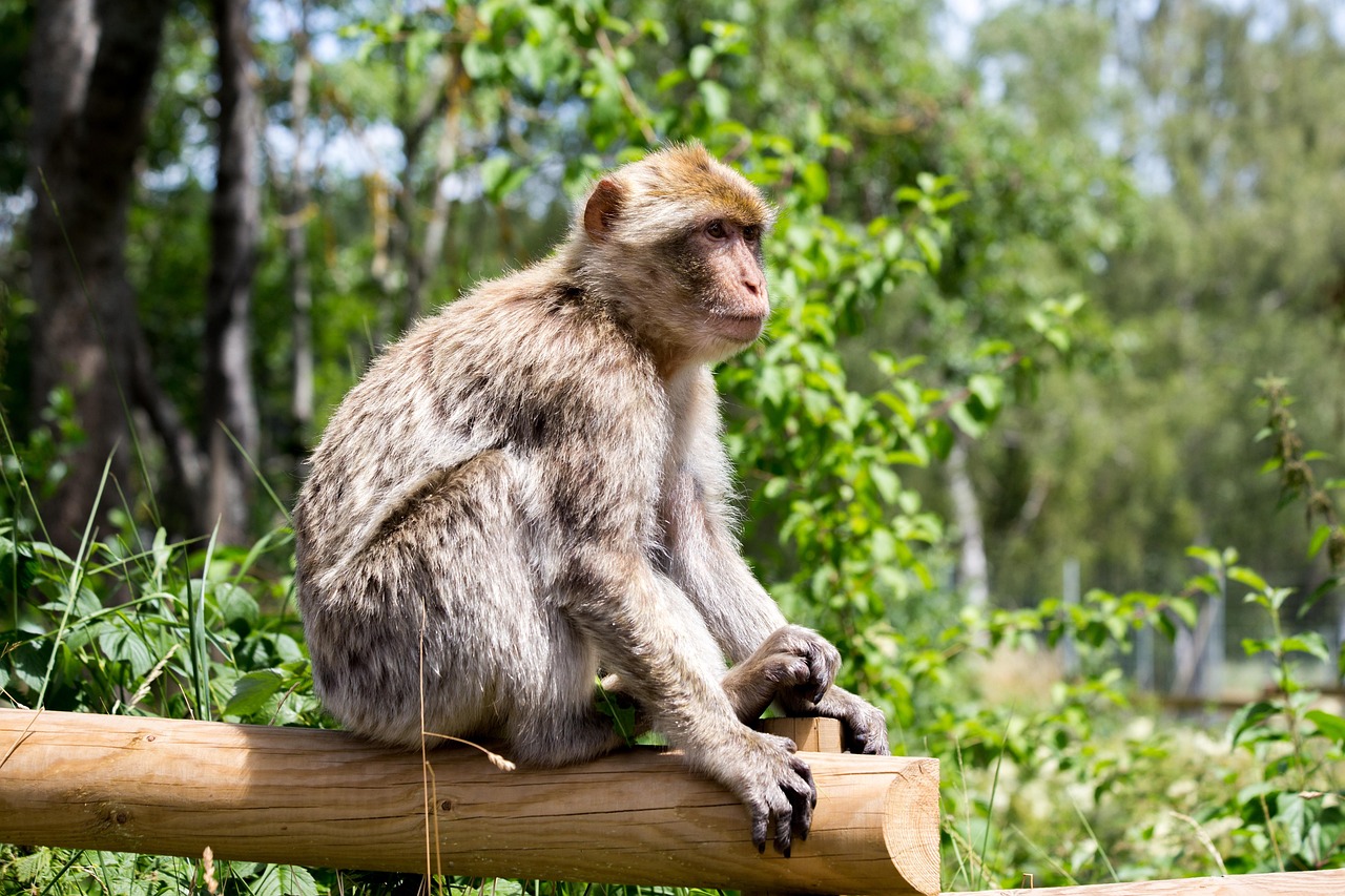 Barbary Macaque Ape Zoo - Free photo on Pixabay - Pixabay
