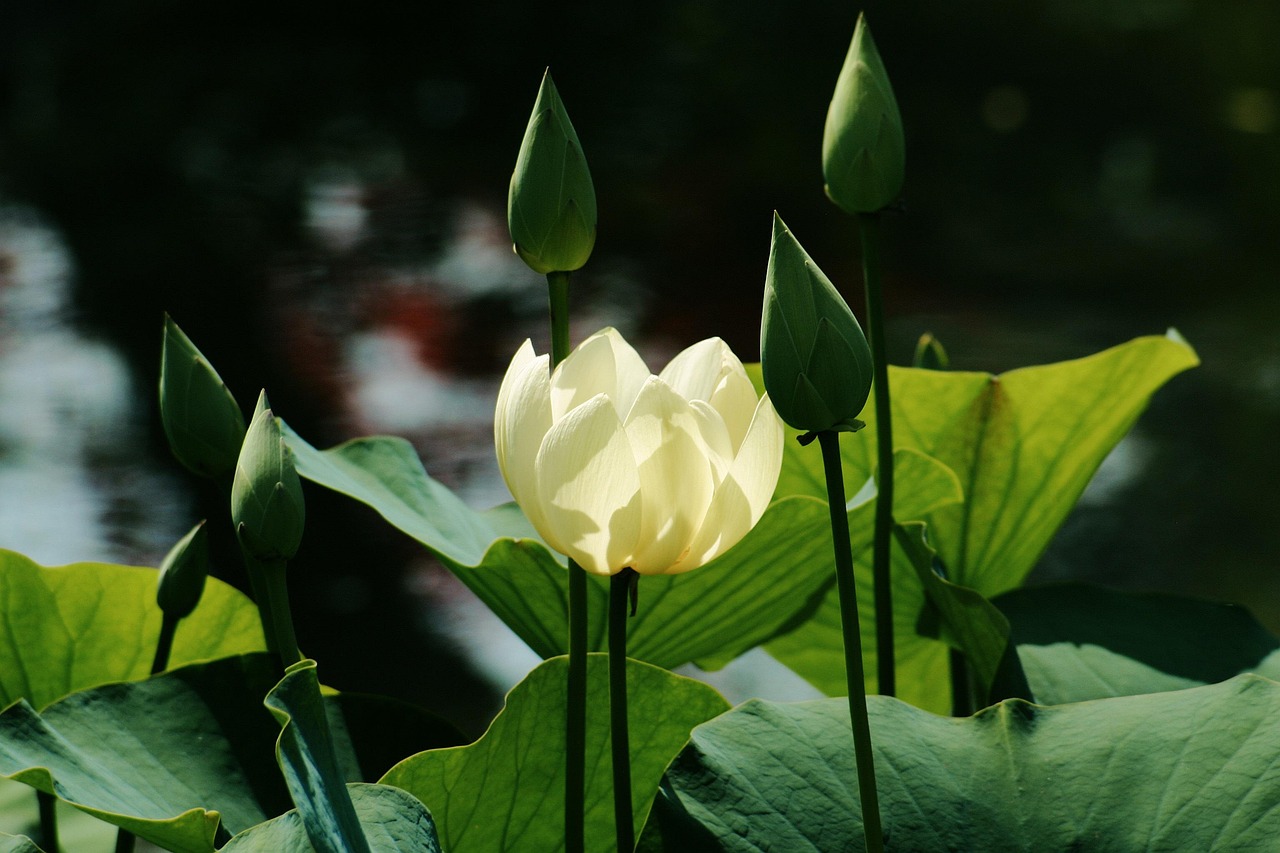 Flower Petal Stem - Free photo on Pixabay - Pixabay