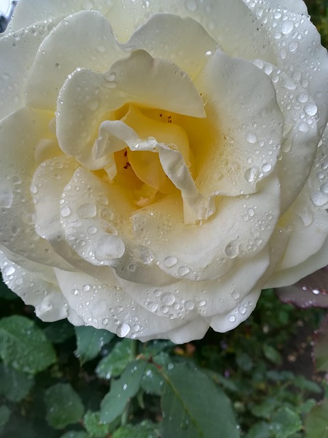 Rose June Summer Close - Free photo on Pixabay - Pixabay