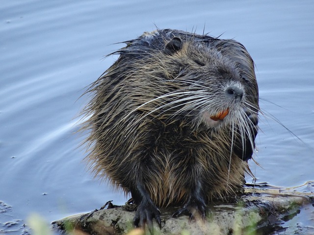 Nutria Natureza Animal - Foto gratuita no Pixabay - Pixabay