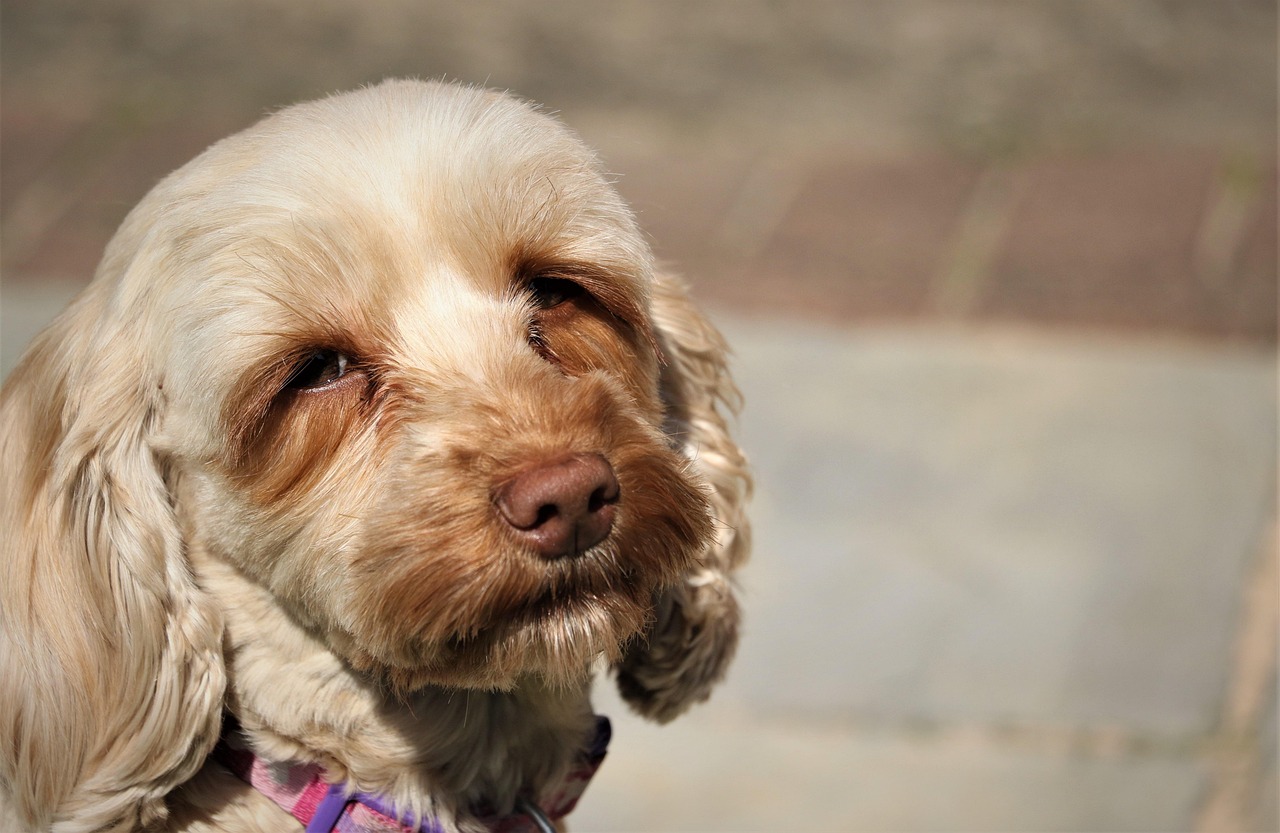 30+ Free Cockapoo & Dog Images - Pixabay