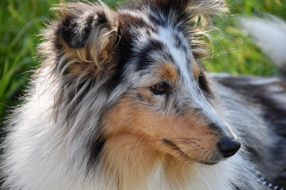 Anjing Betina - Foto gratis di Pixabay
