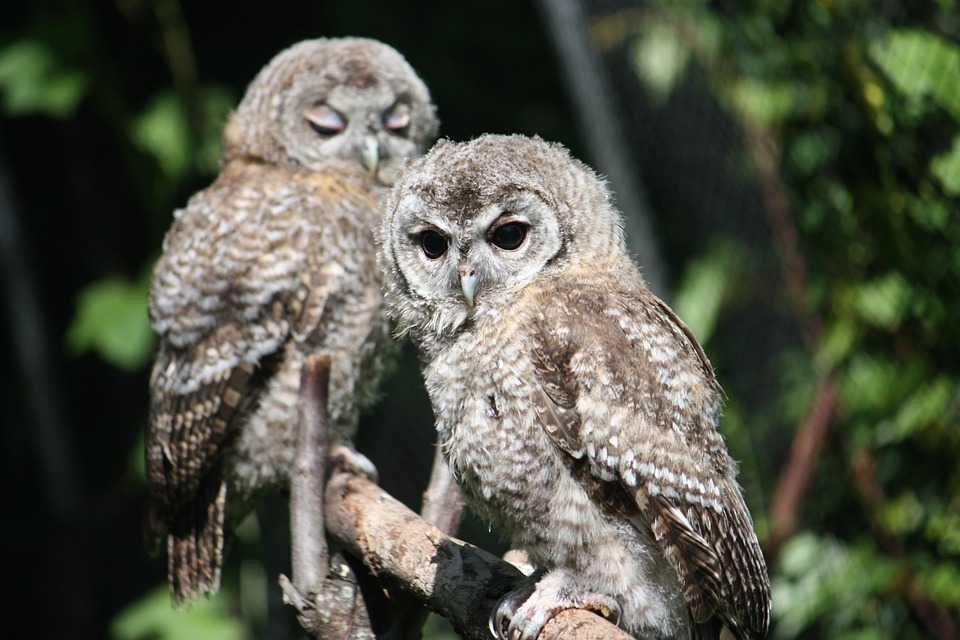 Juvenile Chicks Owls - Free photo on Pixabay