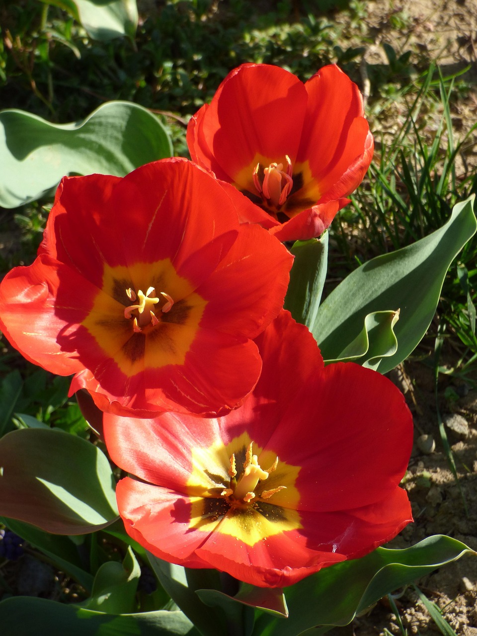 Tulipani Giardino Colore - Foto gratis su Pixabay - Pixabay