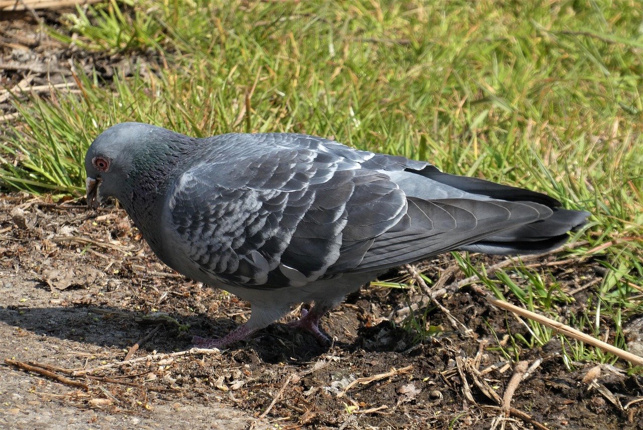 100,000+ Free White Pigeon & Pigeon Images - Pixabay