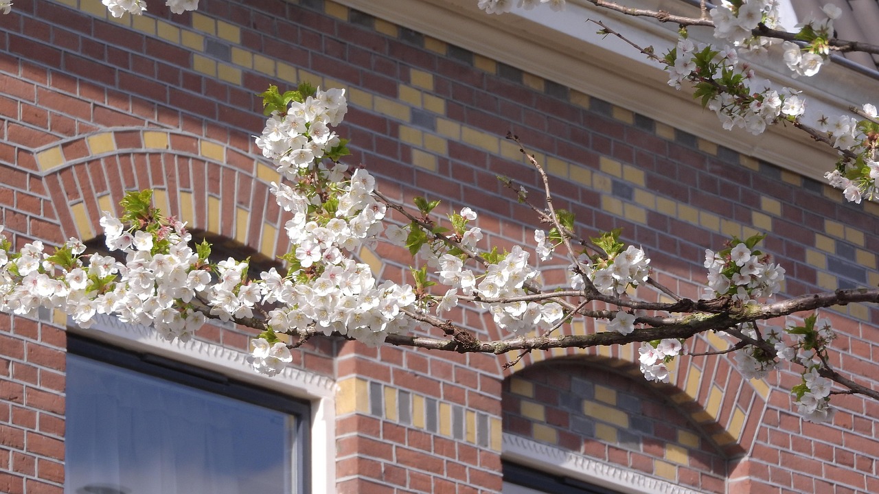 Blooming Cherries Brick House A - Free photo on Pixabay - Pixabay