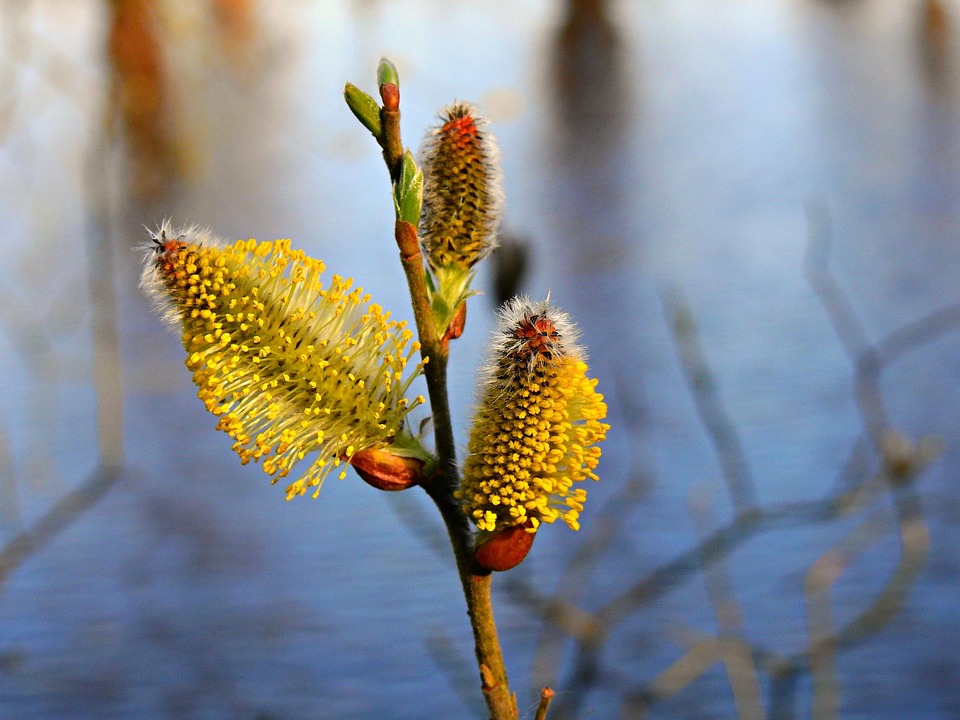 Catkin Flor Semente - Foto gratuita no Pixabay - Pixabay