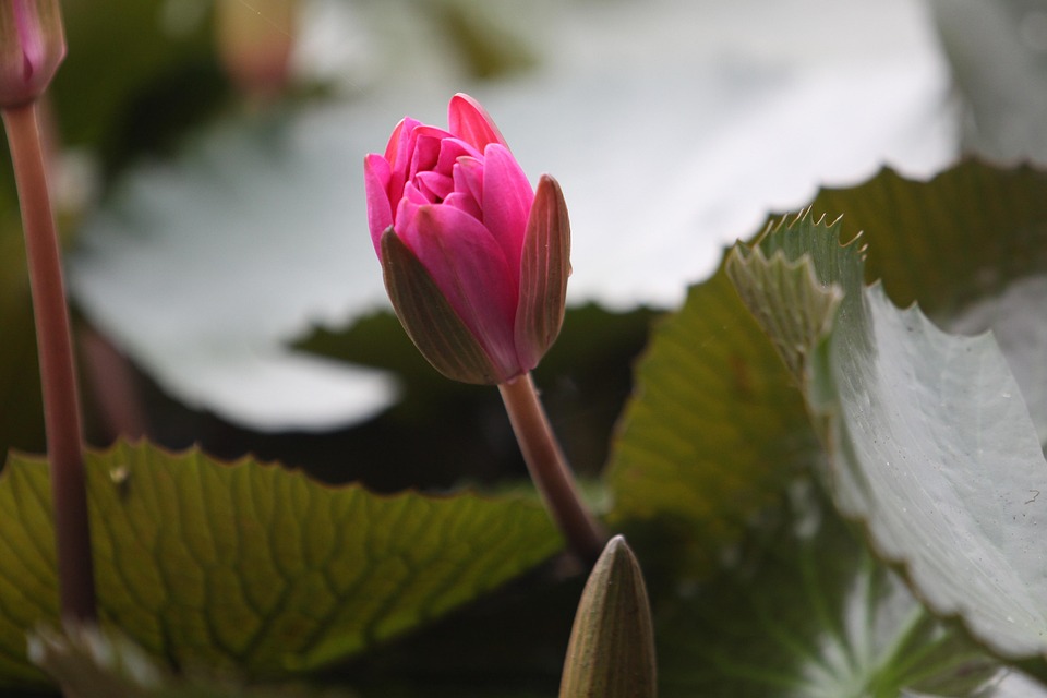 Lotus Flower Nature - Free photo on Pixabay - Pixabay