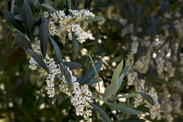 Oliven Flora Natur - Kostenloses Foto auf Pixabay - Pixabay