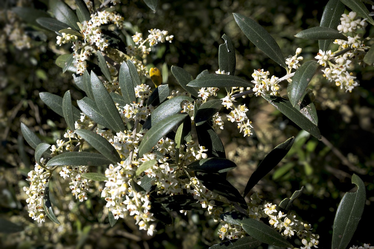 Oliven Flora Natur - Kostenloses Foto auf Pixabay - Pixabay