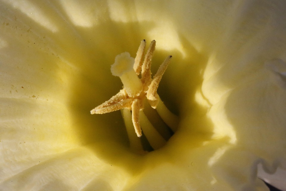 Märzenbecher Spring Flower - Free photo on Pixabay