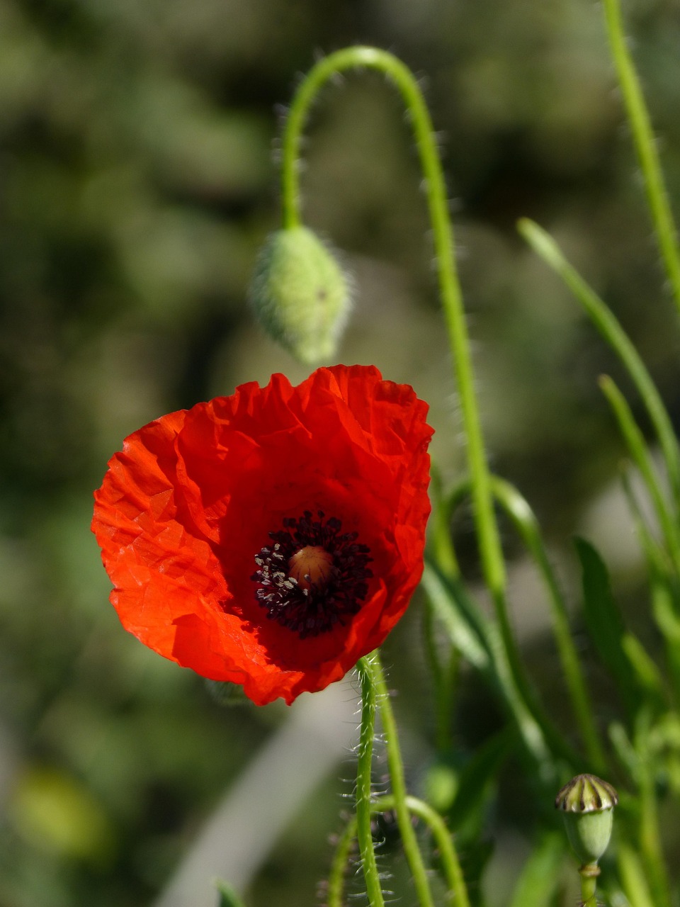 Cocoon Pop Florir - Free photo on Pixabay