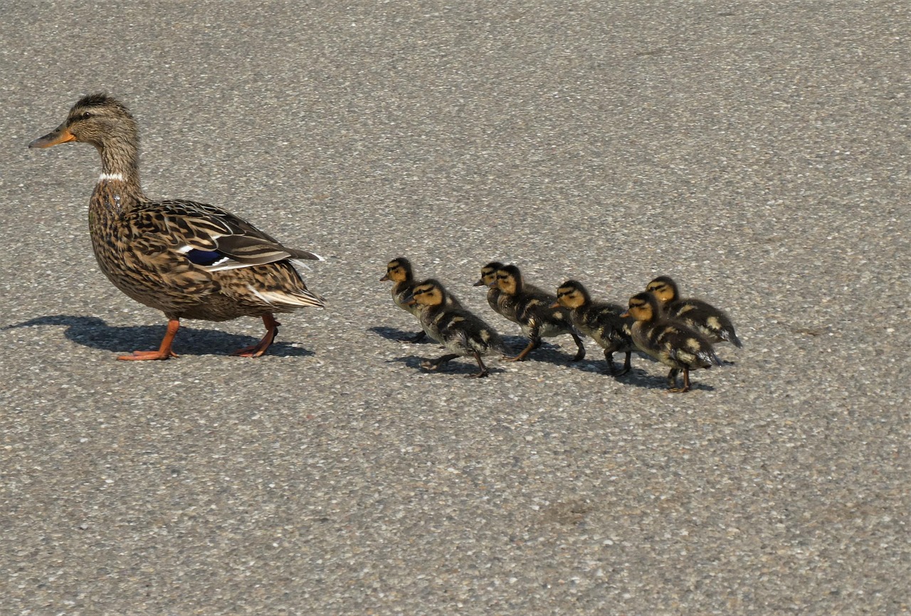 Ducklings Chicks Cute - Free photo on Pixabay - Pixabay