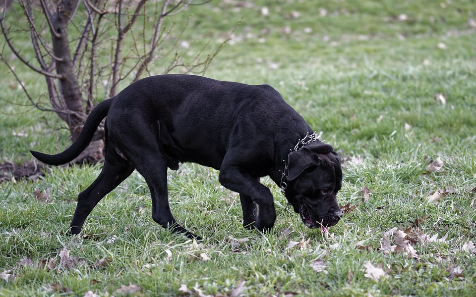 Perro Piel Negro El - Foto gratis en Pixabay