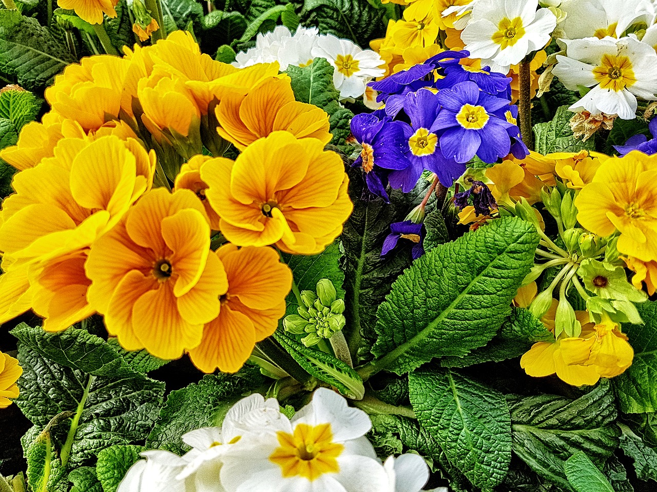 Flowers Spring Colors - Free photo on Pixabay - Pixabay