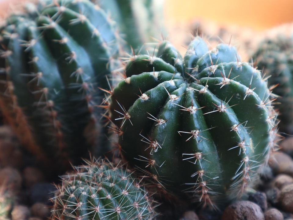 Cactus Cacti Thorns - Free photo on Pixabay